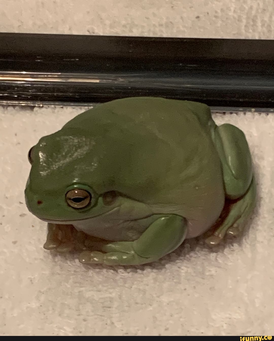 Anphibian memes. Best Collection of funny Anphibian pictures on iFunny