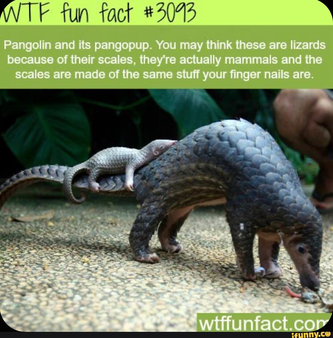 Pangolin memes. Best Collection of funny Pangolin pictures on iFunny