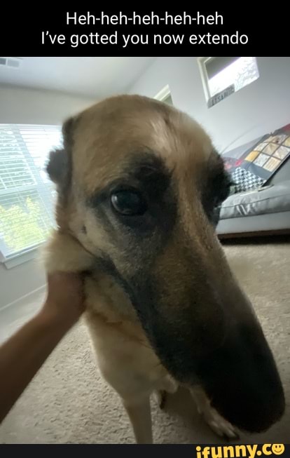 Snoot memes. Best Collection of funny Snoot pictures on iFunny