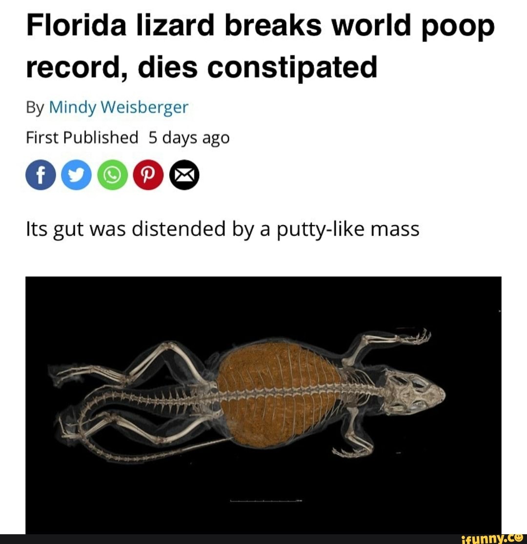 Florida lizard breaks world poop record, dies constipated By Mindy ...