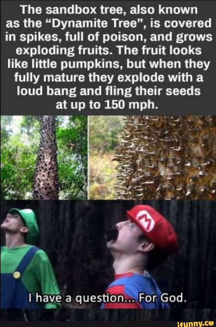 The sandbox tree, also known as the "Dynamite Tree", is covered in ...