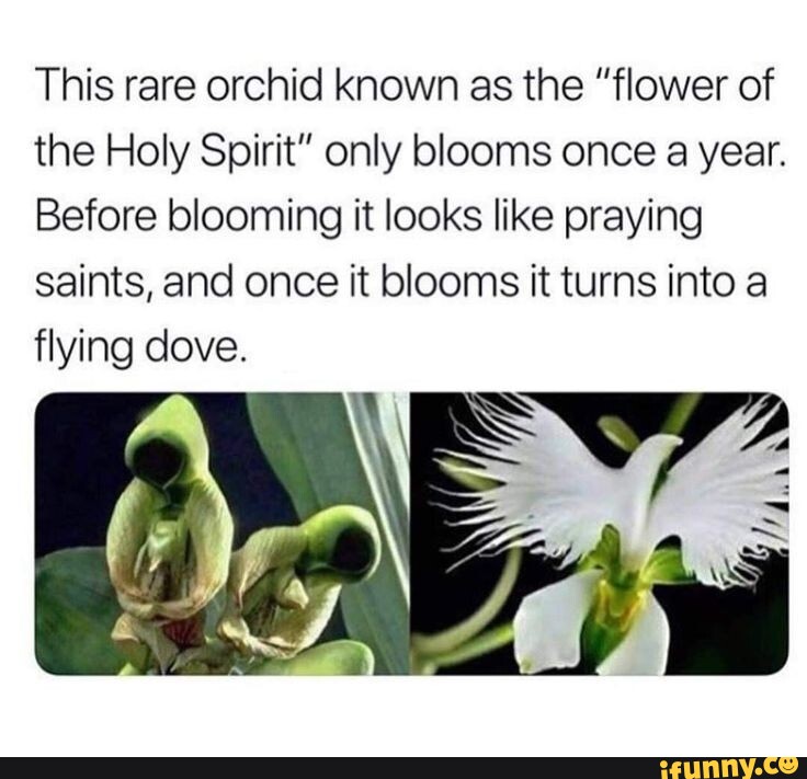 This rare orchid known as the "flower of the Holy Spirit" only blooms ...