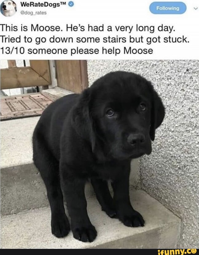 This is Moose. He's had a very long day. Tried to go down some stairs ...