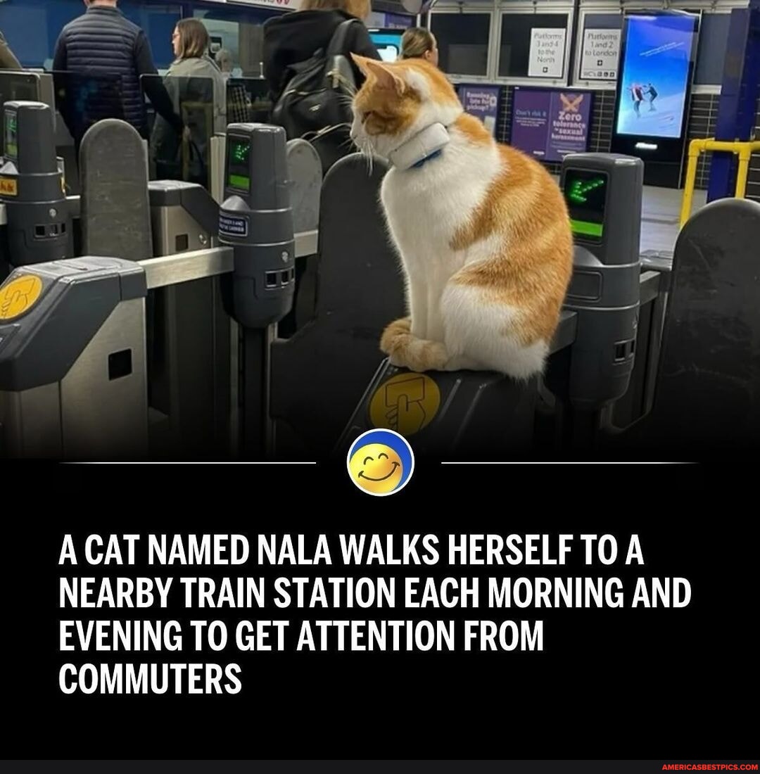 An outdoor cat, a relic of days gone by. A ginger cat named Nala lives ...