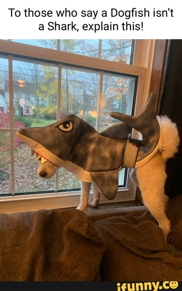 Dogfish memes. Best Collection of funny Dogfish pictures on iFunny