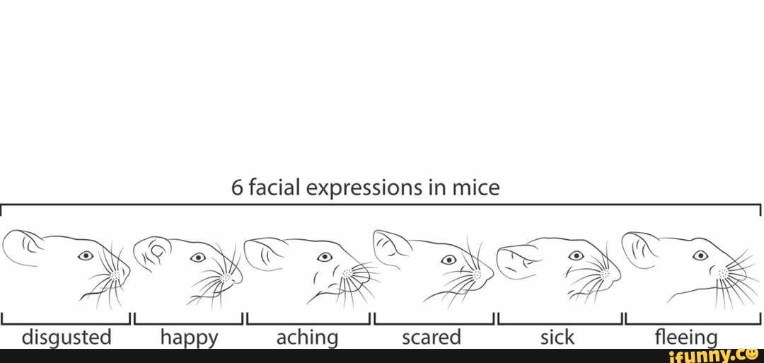6 facial expressions in mice disgusted happy aching scared sick fleeing ...