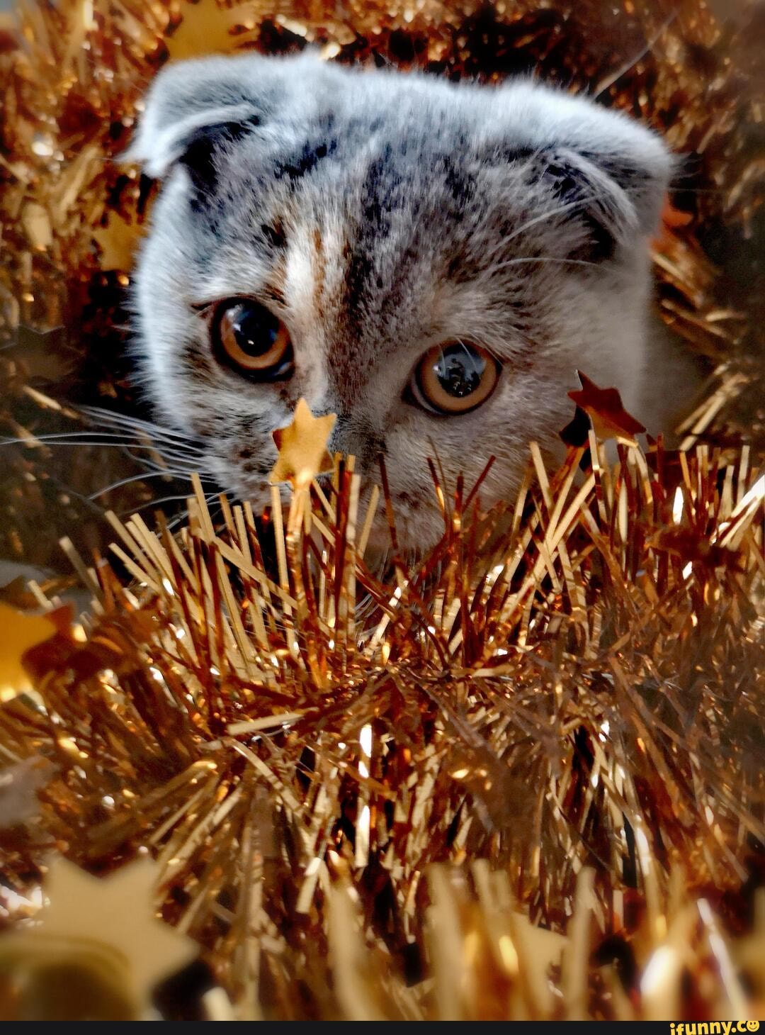 Moonkin memes. Best Collection of funny Moonkin pictures on iFunny