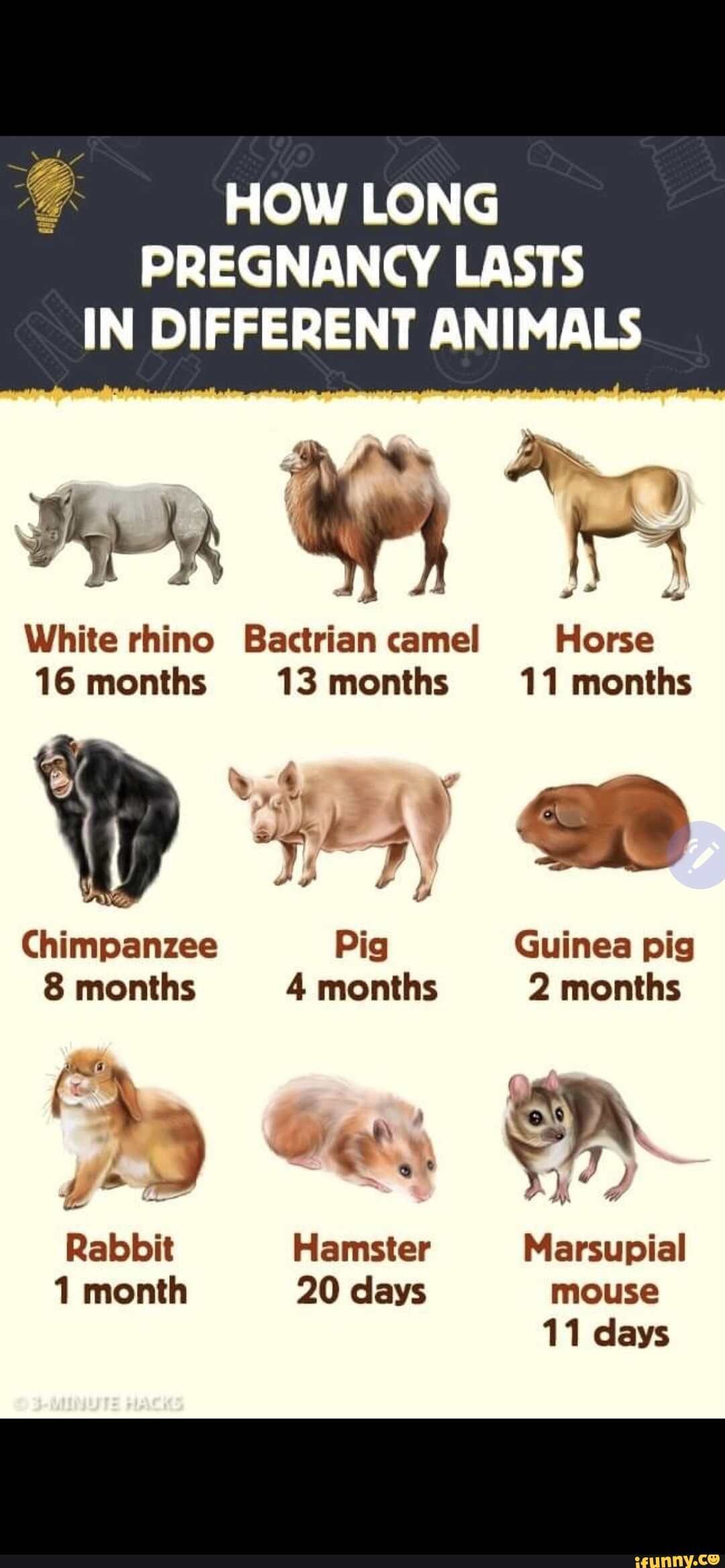 HOW LONG PREGNANCY LASTS IN DIFFERENT ANIMALS White rhino Bactrian ...