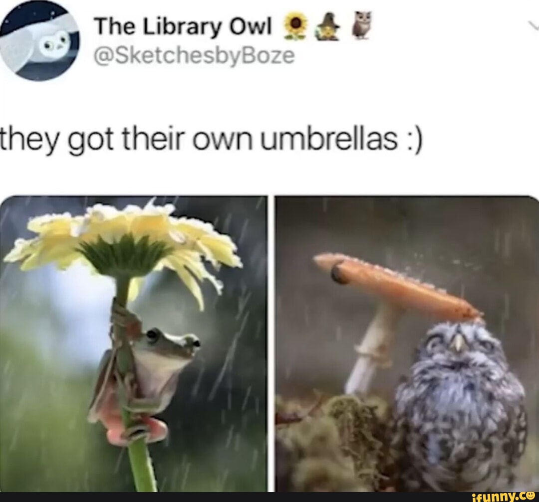 Umbrellas memes. Best Collection of funny Umbrellas pictures on iFunny