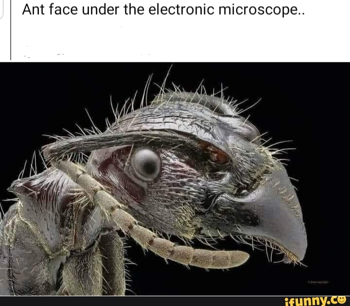 Ant face under the electronic microscope.. - iFunny