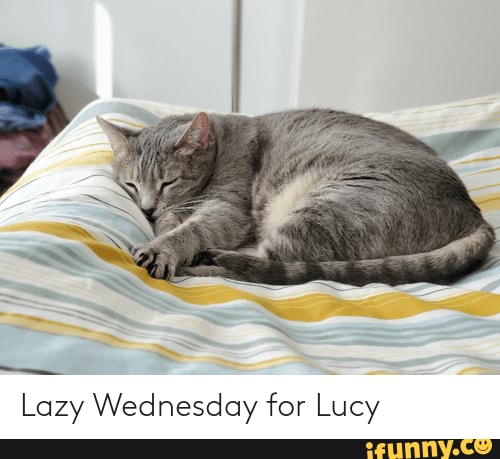 Lazy Wednesday for Lucy - Lazy Wednesday for Lucy - iFunny
