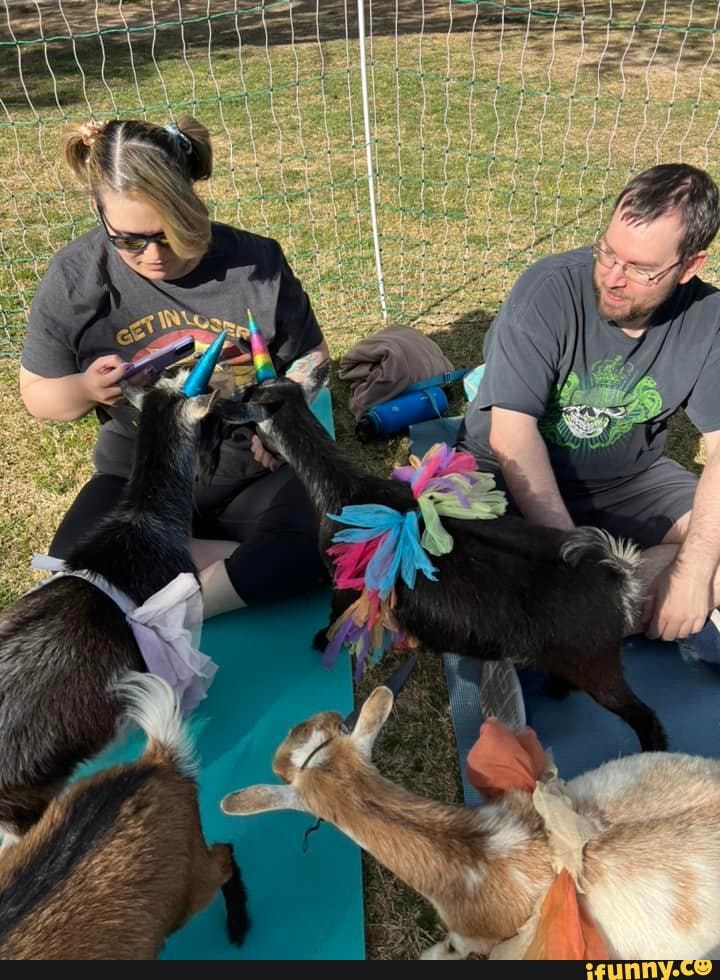 Goat_yoga memes. Best Collection of funny Goat_yoga pictures on iFunny