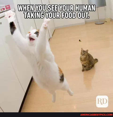 WHEN YOU SEE YOUR HUMAN TAKING YOUR FOOD OUT. - America’s best pics and ...