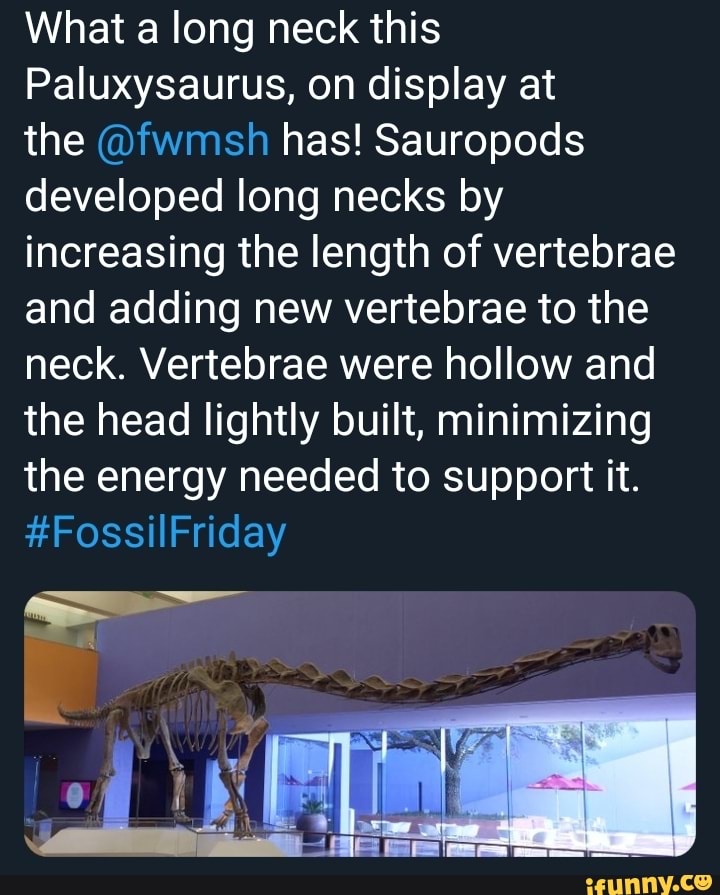 What a long neck this Paluxysaurus, on display at the @fwmsh has ...