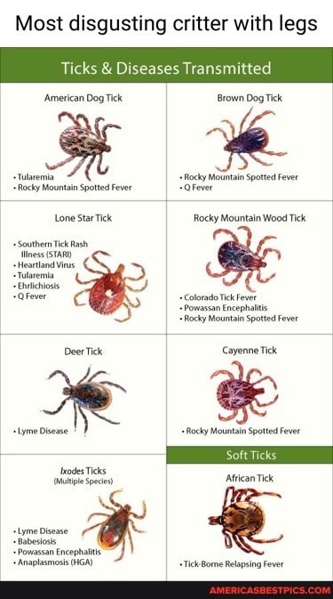 Most disgusting critter with legs Transmitt Ticks Diseases "American ...