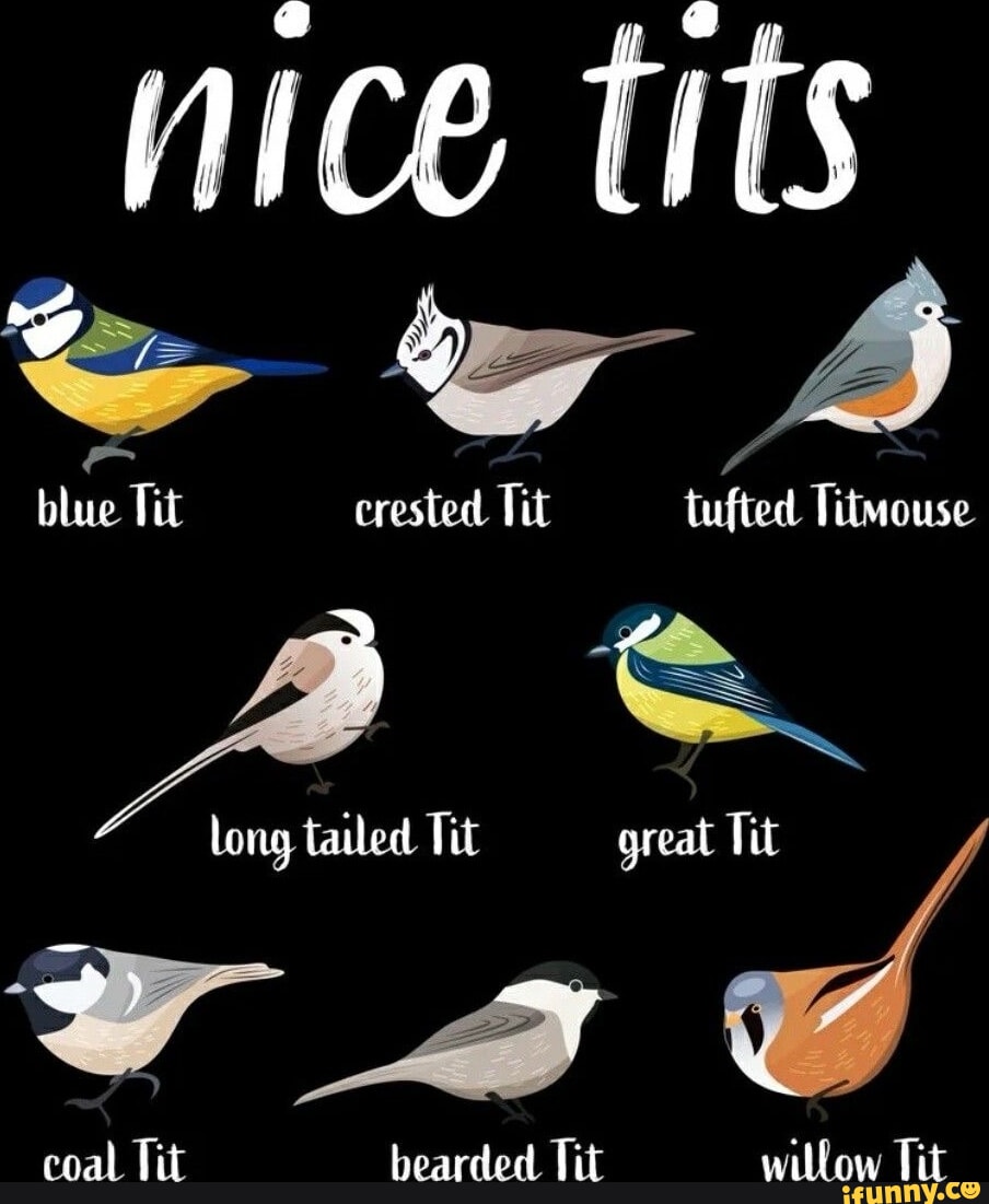 Nice tits w& 4 blue Tit crested Tit tufted Titmouse great Tit coal Tit ...