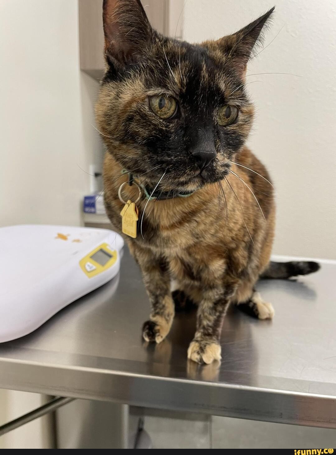 Tortoiseshell_cat memes. Best Collection of funny Tortoiseshell_cat ...