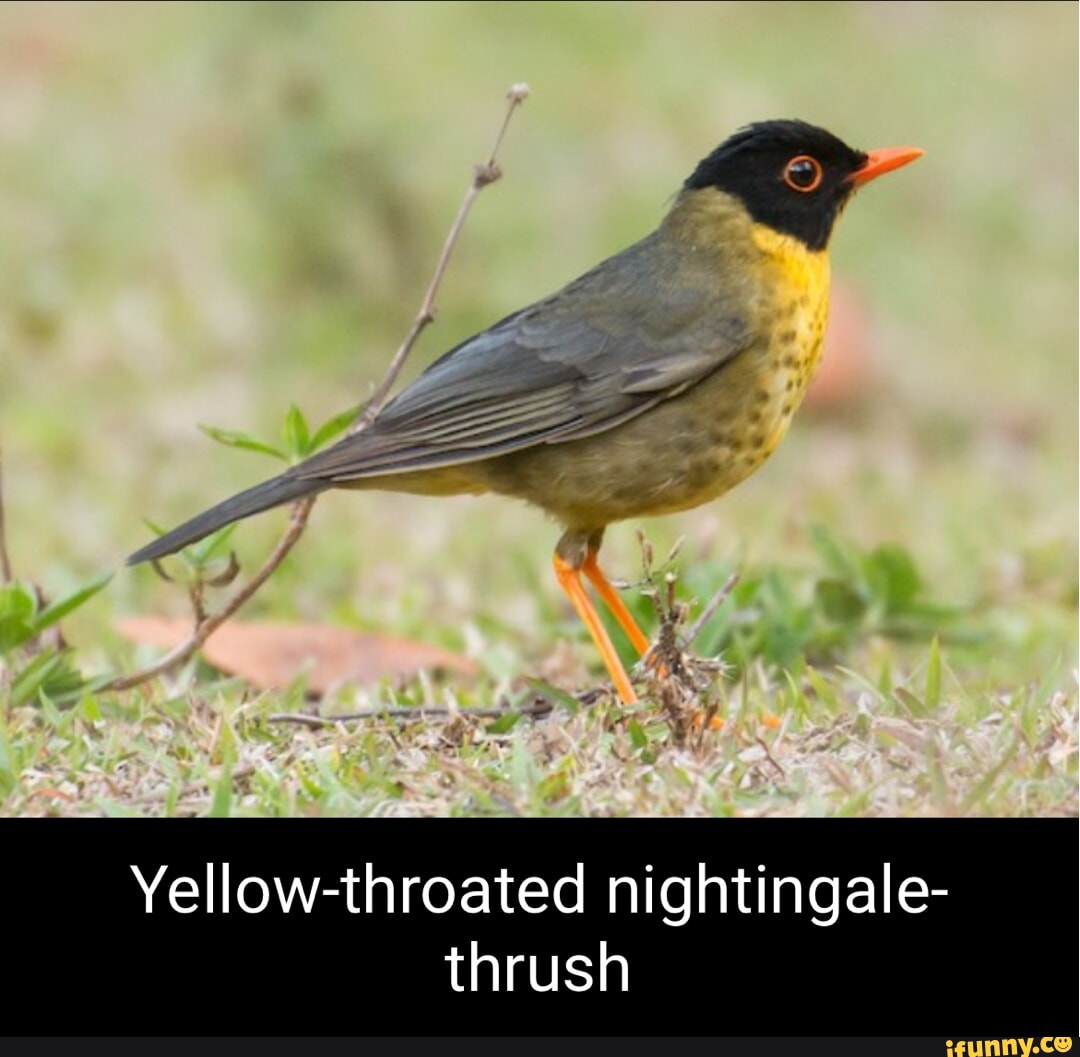 Nightingale memes. Best Collection of funny Nightingale pictures on iFunny