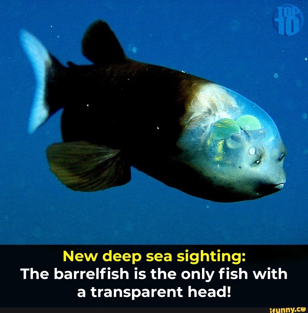 New deep sea sighting: The barrelfish is the only fish with a ...
