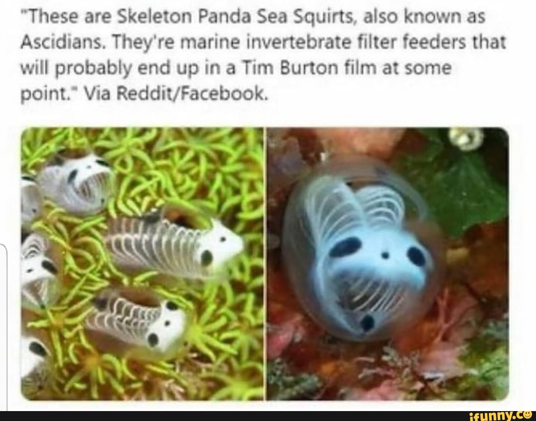 "These are Skeleton Panda Sea Squirts, also known as ans, They're ...