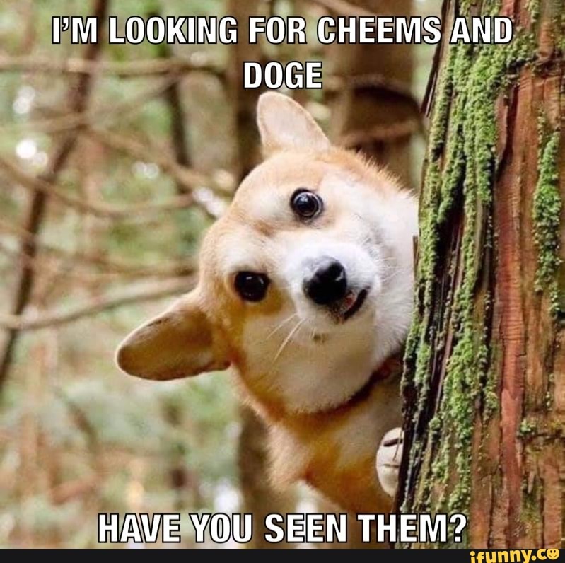 LOOKING FOR CHEEMS AND DOGE HAVE YOU SEEN THEM? - iFunny