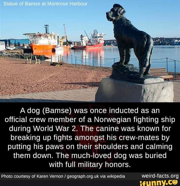 Ag A dog (Bamse) was once inducted as an official crew member of a ...