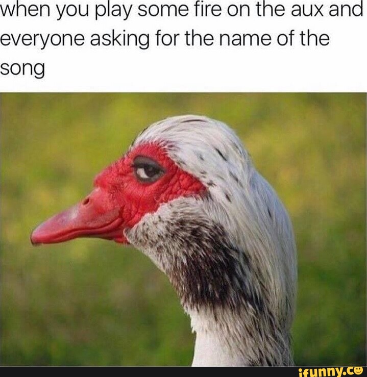 Aux Fire Memes