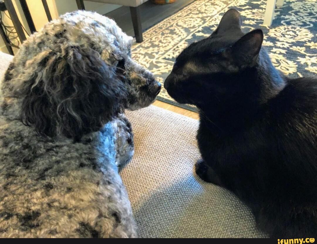 Staring_contest memes. Best Collection of funny Staring_contest ...