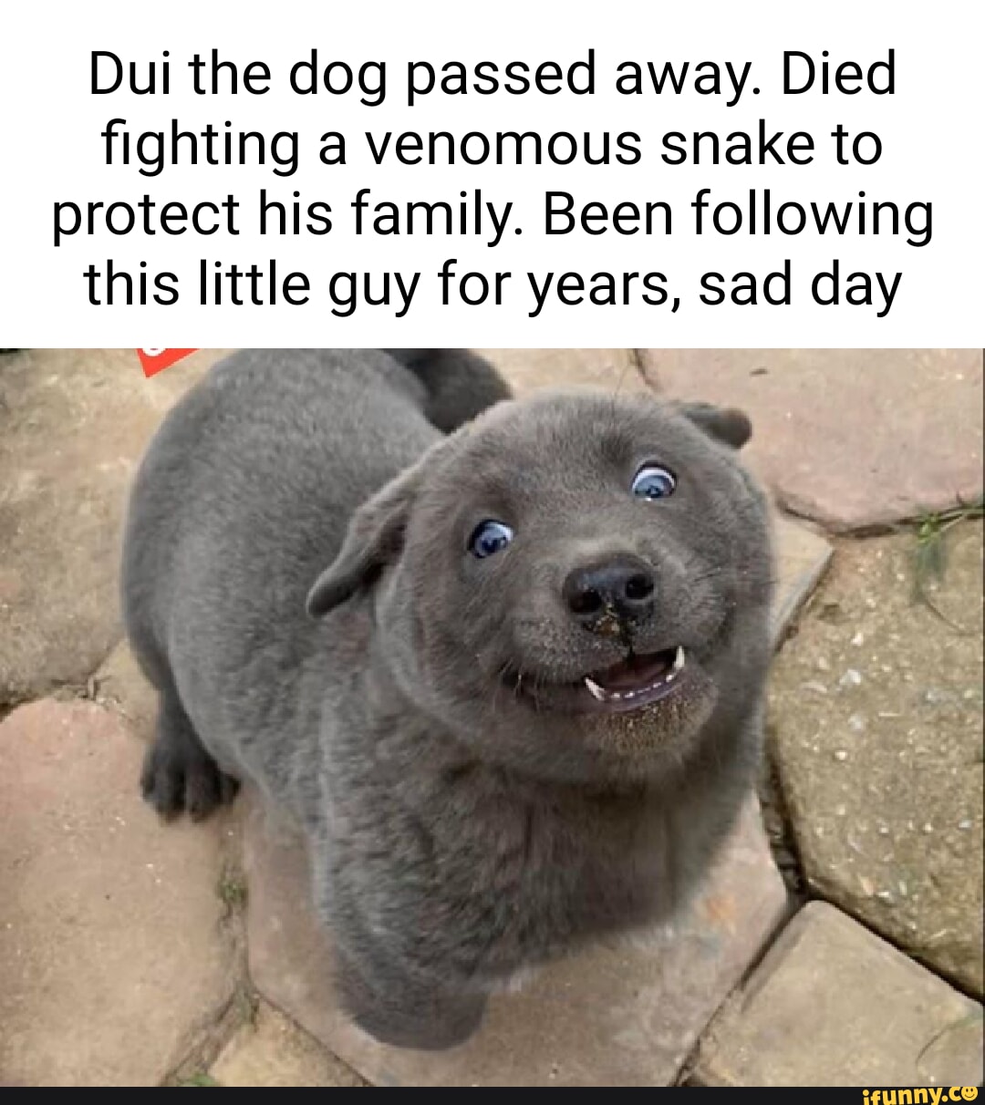 Dui the dog passed away. Died fighting a venomous snake to protect his ...