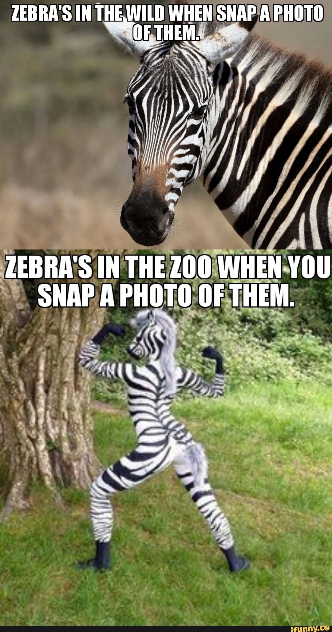 ZEBRA'S IN THE WHEN WILD SNAP A PHOTO ms ZEBRA'S IN THE WHEN YOU SNAP A ...