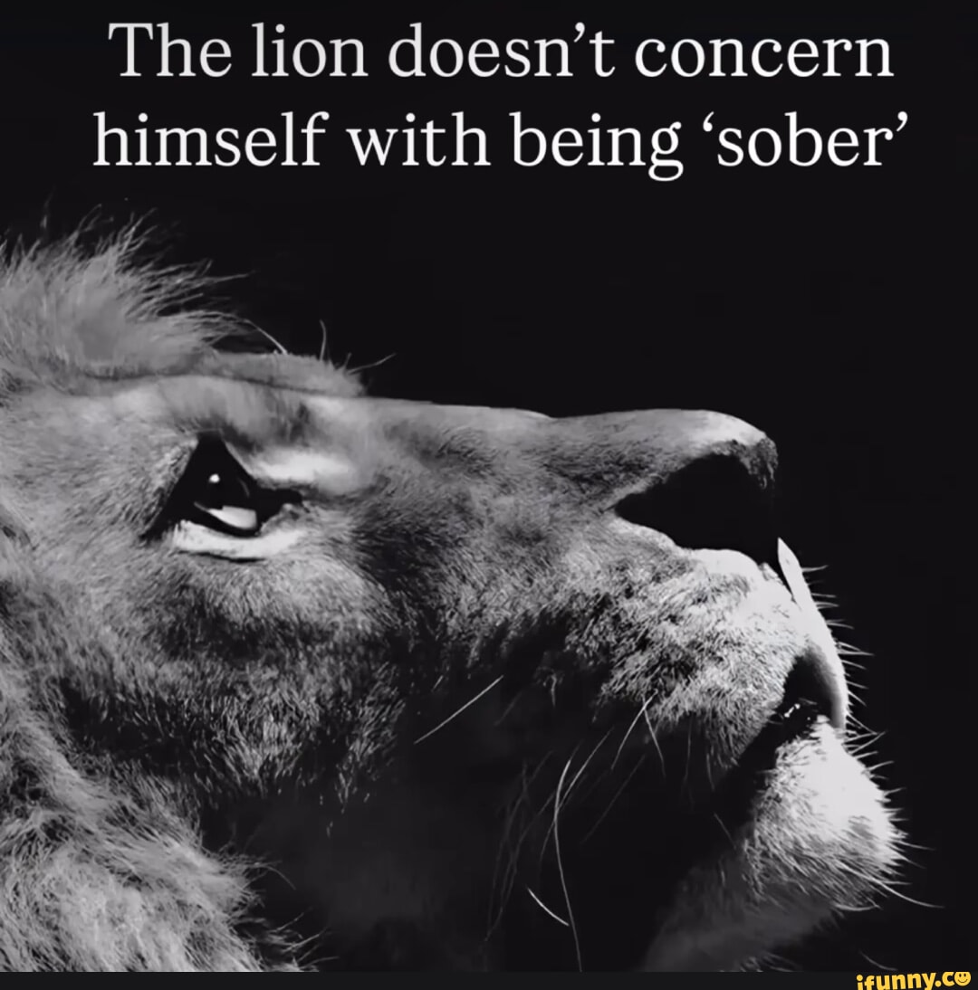 The lion doesn't concern himself with being 'sober - iFunny