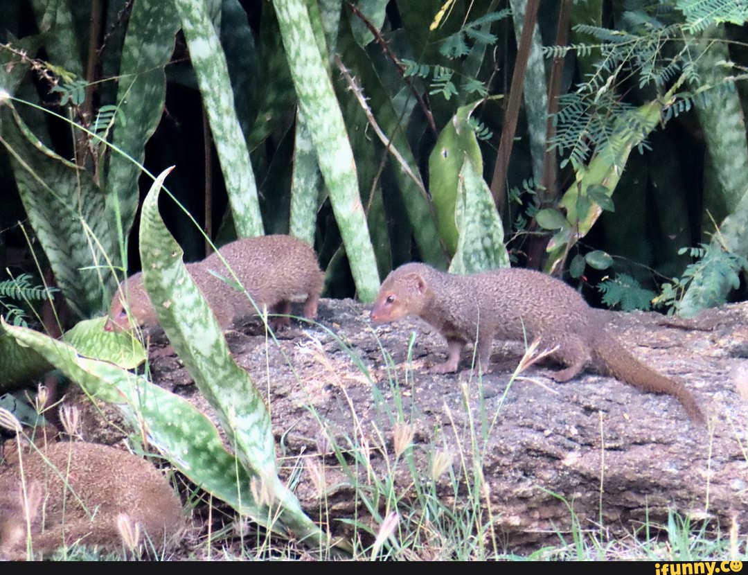 Mongooses memes. Best Collection of funny Mongooses pictures on iFunny