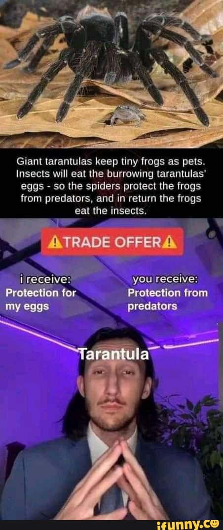 Frog_meme memes. Best Collection of funny Frog_meme pictures on iFunny