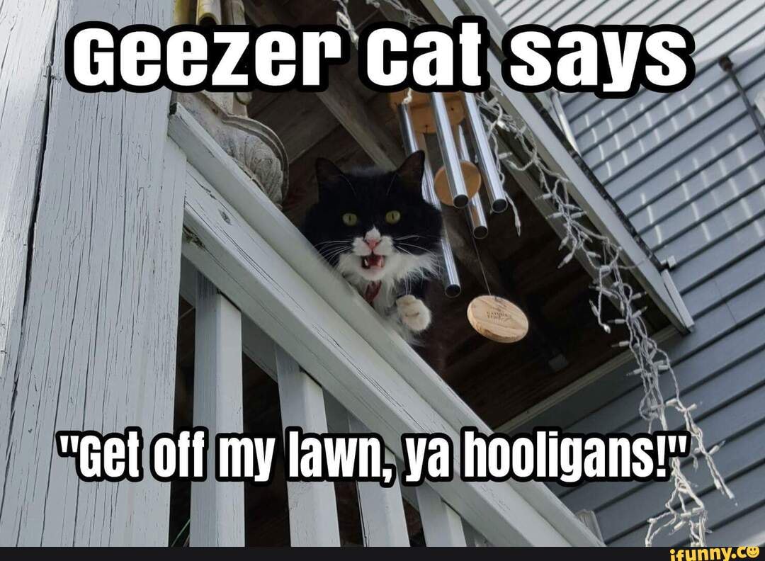 My cat hates hooligans - Geezer Cal says "Gel off my lawn, ya hooligans ...