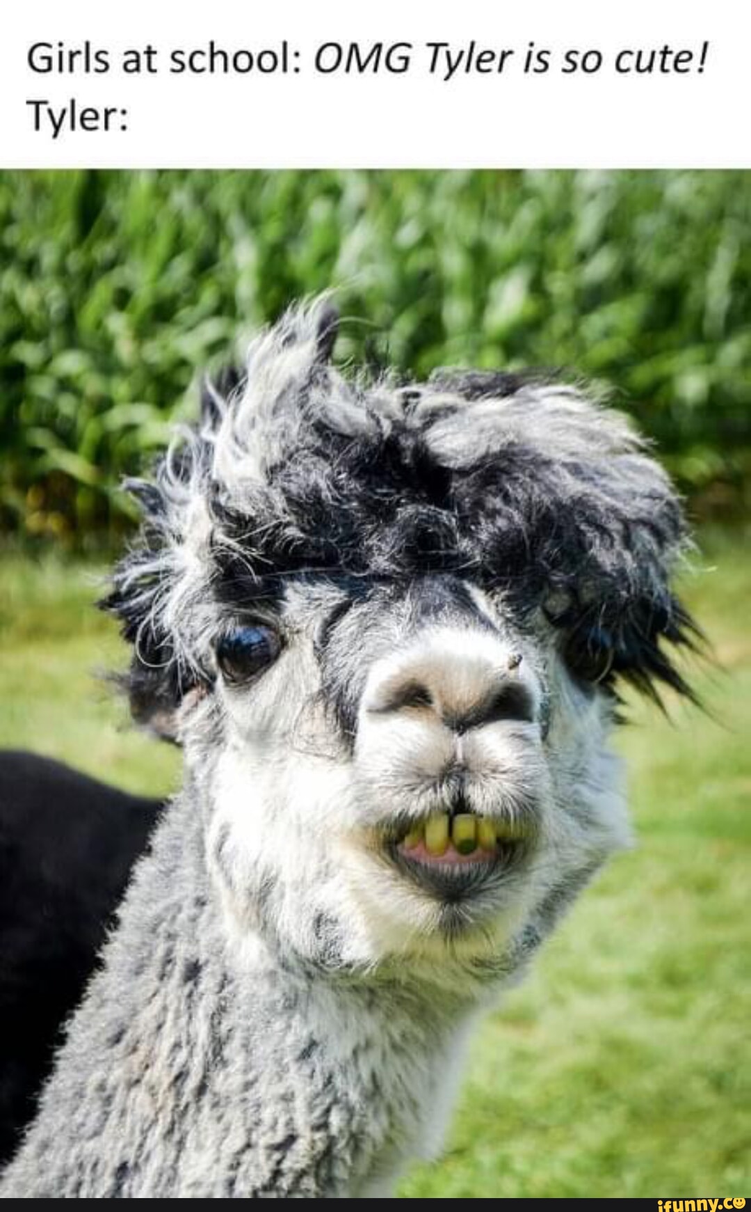 Girls at school: OMG Tyler is so cute! are ST - iFunny