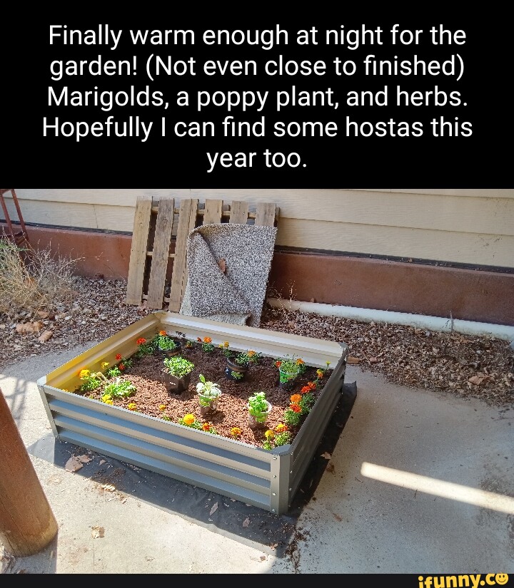 Hostas memes. Best Collection of funny Hostas pictures on iFunny