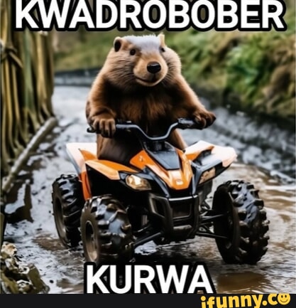Bober memes. Best Collection of funny Bober pictures on iFunny