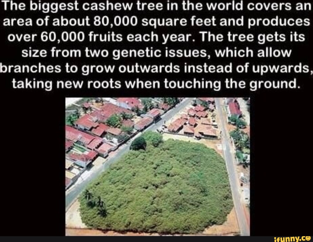 The biggest cashew tree in the world covers an area of about 80,000 ...