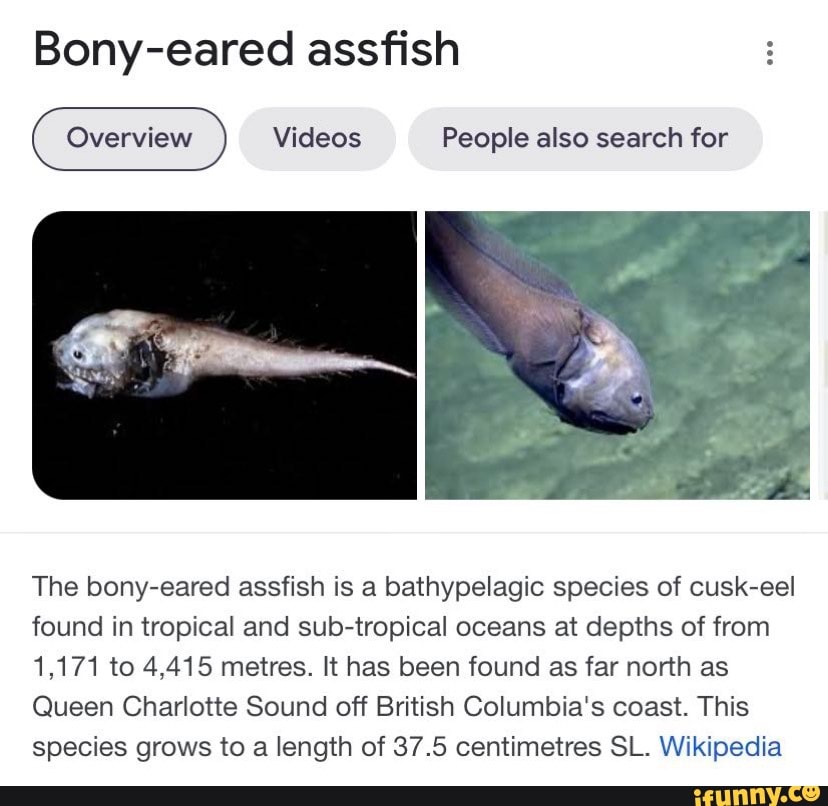 Bathypelagic memes. Best Collection of funny Bathypelagic pictures on ...