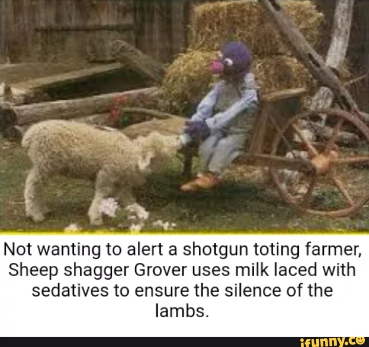 Not wanting to alert a shotgun toting farmer, Sheep shagger Grover uses ...
