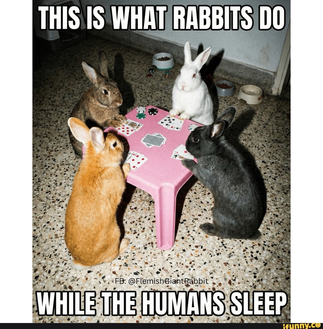 Rabbits memes. Best Collection of funny Rabbits pictures on iFunny
