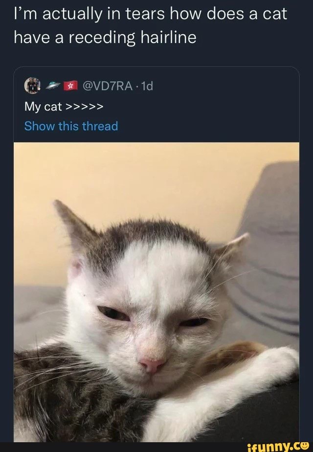 Receding Hairline Cat Meme - Infoupdate.org