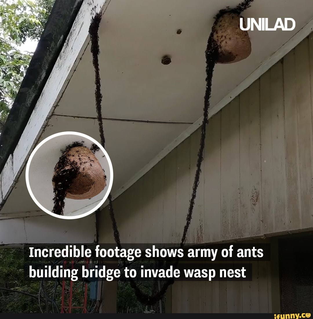 Incredible footage shows army of ants building bridge to invade wasp ...