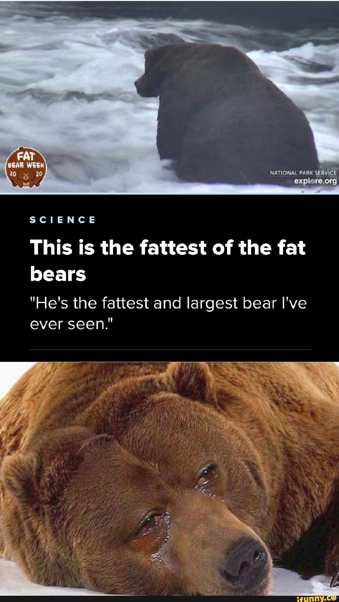 NATIONAL PARK SER Ice GEAR SCIENCE This is the fattest of the fat bears ...