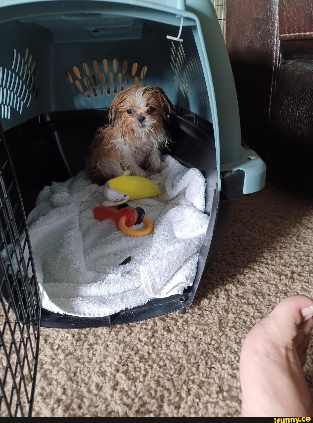 Puppy_sitting memes. Best Collection of funny Puppy_sitting pictures on ...