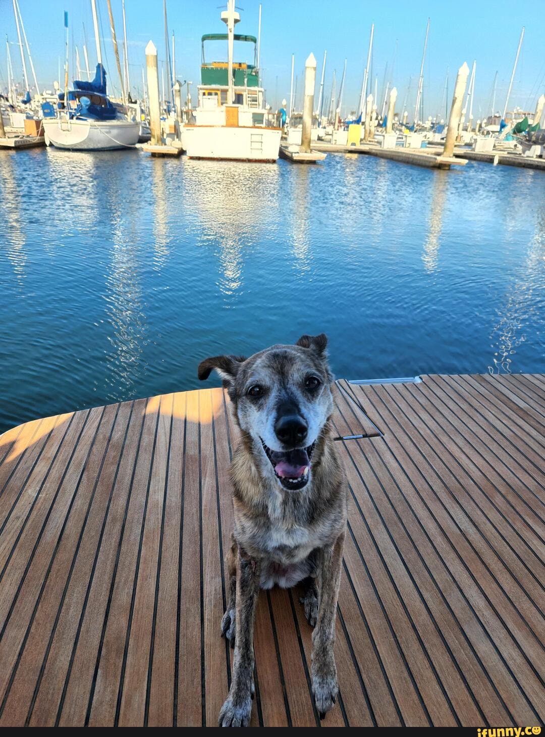 Eharmony memes. Best Collection of funny Eharmony pictures on iFunny