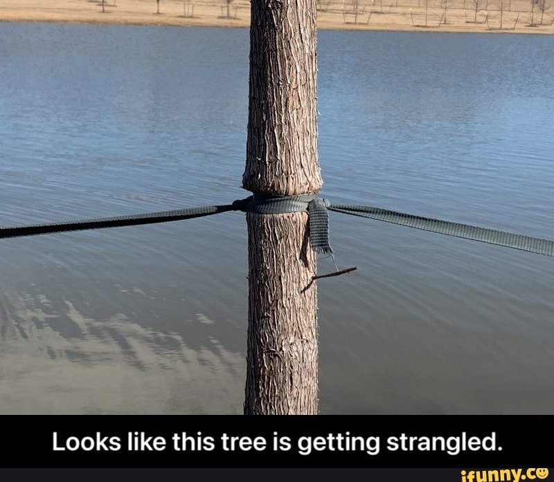 Looks like this tree is getting strangled. - Looks like this tree is ...