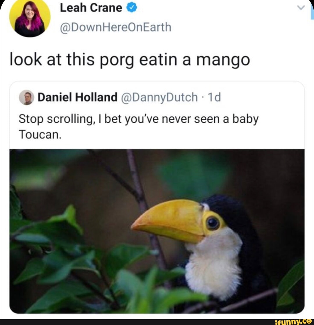 Porg memes. Best Collection of funny Porg pictures on iFunny