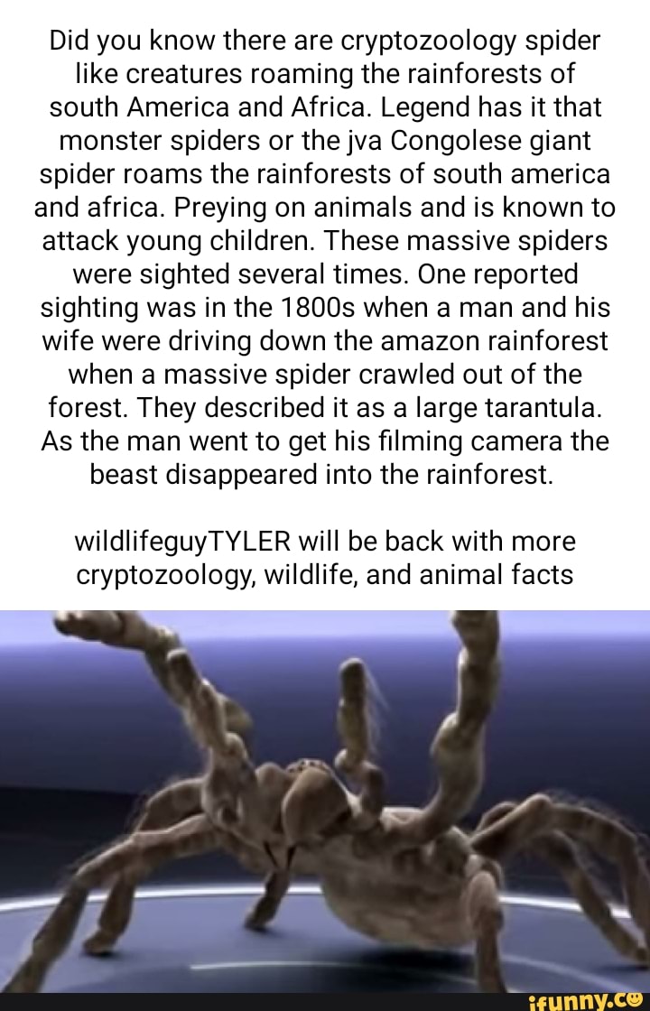 Congolese Giant Spider