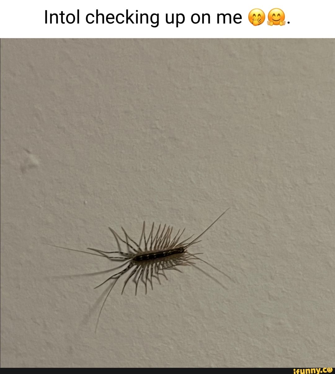 Intol checking up on me - iFunny